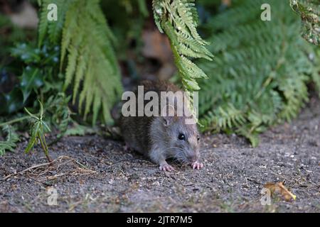 Brown Common Sewer Hanover Norway Norwegian Wharf Rat (Rattus ...