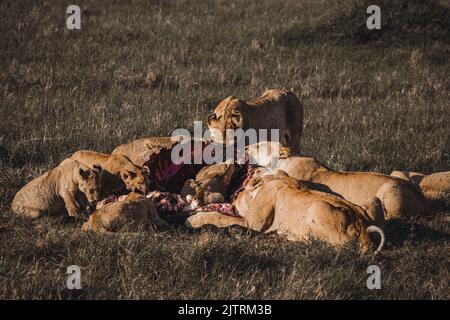 A group of lions eating the prey after hunting Stock Photo - Alamy
