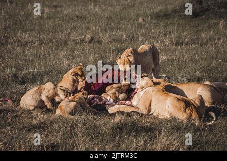 A group of lions eating the prey after hunting Stock Photo - Alamy