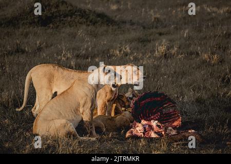 A group of lions eating the prey after hunting Stock Photo - Alamy