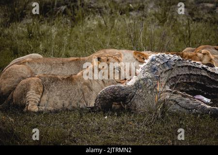 A female lion with the killed crocodile after hunting Stock Photo - Alamy