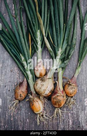 Bunch of freshly harvested onions. Fresh garden food. Selective focus ...