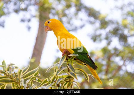 yellow and green bird known as ararajuba on a perch in Rio de Janeiro ...