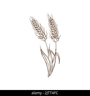 oatmeal oat plant sketch hand drawn vector Stock Vector Image & Art - Alamy