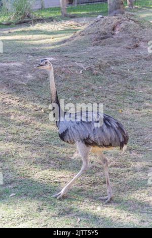Ostrich outdoors in a park in Rio de Janeiro Stock Photo - Alamy