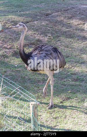 Ostrich outdoors in a park in Rio de Janeiro Stock Photo - Alamy