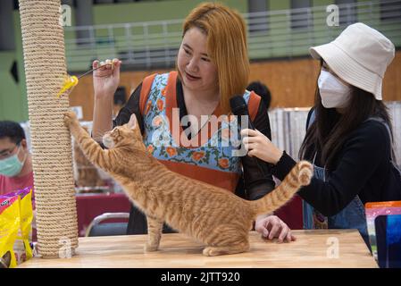 A Ginger Moggy cat competes during the Ginger Cat Contest at the mall ...
