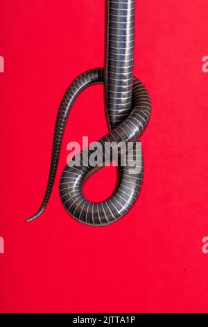 Details of the belly in the tail of a black snake Stock Photo - Alamy