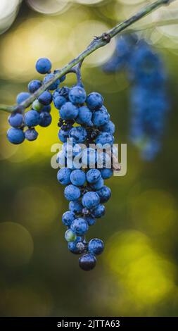 Bunch of violet grapes on a growing grapevine background Stock Photo ...