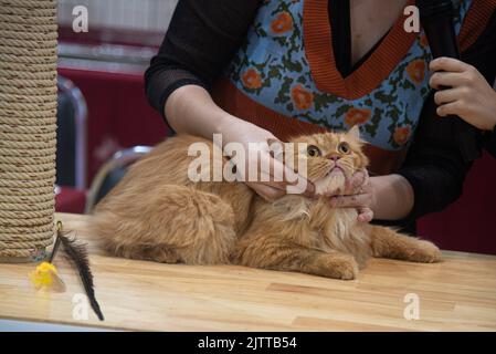 A Ginger Scottish cat competes during the Ginger Cat Contest at the ...