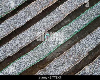 Aerial view of drying fish processing with traditional techniques and ...