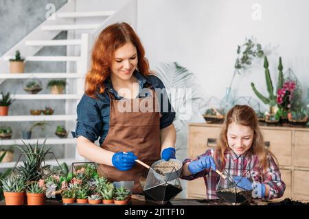 diy florarium family business planting succulents Stock Photo - Alamy