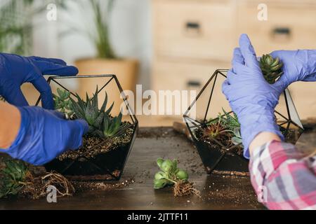diy florarium home gardening class vase succulents Stock Photo - Alamy