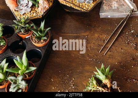 diy florarium decor specialist workplace succulent Stock Photo - Alamy