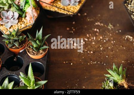 diy florarium decor specialist workplace succulent Stock Photo - Alamy