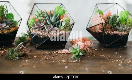 diy florarium growing succulents moss glass vases Stock Photo - Alamy