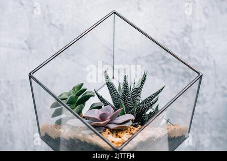 diy florarium handmade natural gift succulent Stock Photo - Alamy
