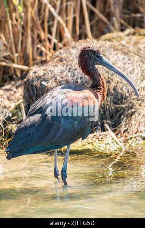 The glossy ibis, latin name Plegadis falcinellus, searching for food in ...
