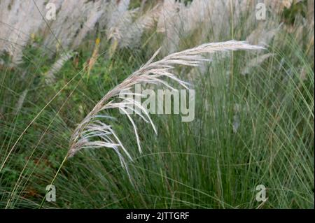 Kaash ful, Saccharum spontaneum is a seasonal flower which blooms in ...