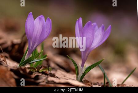 The Veluch crocus, Crocus veluchensis in flower in montane beech ...