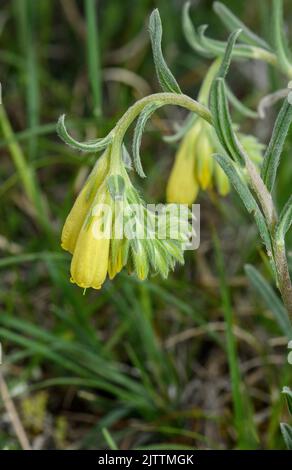Onosma flowers (Onosma echioides Stock Photo - Alamy