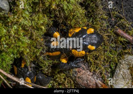 Fire salamander, Salamandra salamandra, in montane beech woodland ...