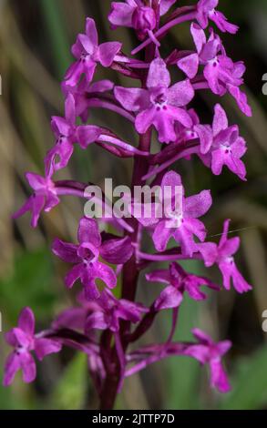 Blooming Spotted orchis in its natural environment, the White Sea coast ...