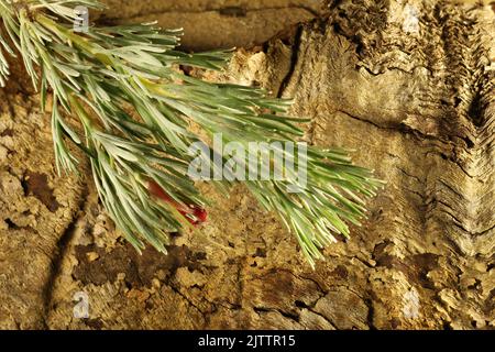 Woolly Bush (Adenanthos sericeus) stem with flowers. Australian native ...