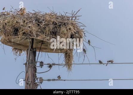 Spanish sparrows, Passer hispaniolensis, nesting in the nest of White ...