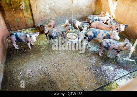 The battery-cage pig farming at a rural family farm in Mato Grosso do ...