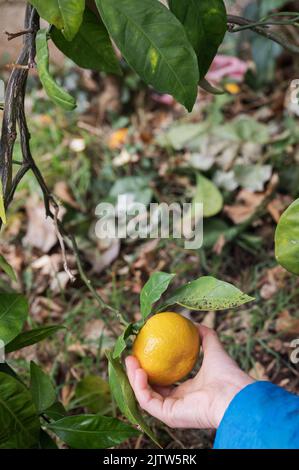 Child's hand picking fresh ripe berries from a plastic container at an ...