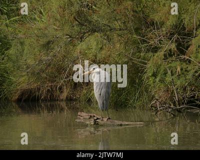 The gray heron, also known as the heron, is a species of bird in the ...