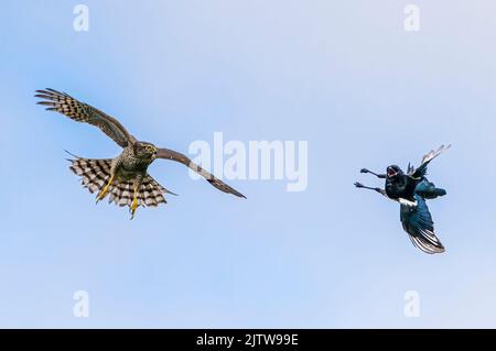 Sparrow hawk hunting and being chased Stock Photo - Alamy