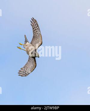 Sparrow hawk hunting and being chased Stock Photo - Alamy