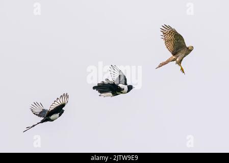 Sparrow hawk hunting and being chased Stock Photo - Alamy