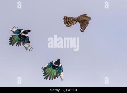 Sparrow hawk hunting and being chased Stock Photo - Alamy