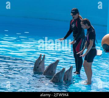 Cuban, trainers working with dolphins. Teaching them tricks to perform ...