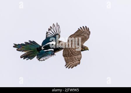 Sparrow hawk hunting and being chased Stock Photo - Alamy