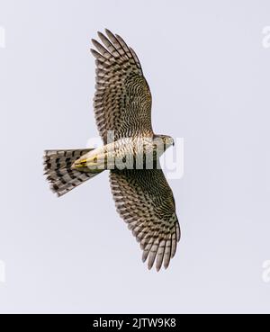 Sparrow hawk hunting and being chased Stock Photo - Alamy