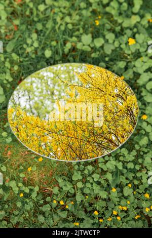 forsythia bush reflection in round mirror Stock Photo - Alamy