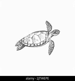 Loggerhead sea turtle isolated marine animal monochrome sketch icon ...