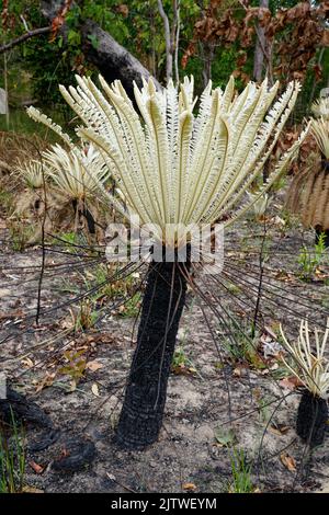 Cycad trees (Cycas calcicola) in rocky, arid area of northern Australia ...