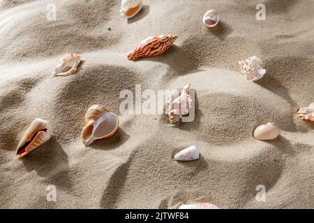 different sea shells on beach sand Stock Photo - Alamy