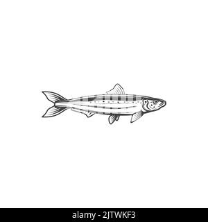 Pelagic fish, Short indian mackerel isolated realistic sketch. Vector ...