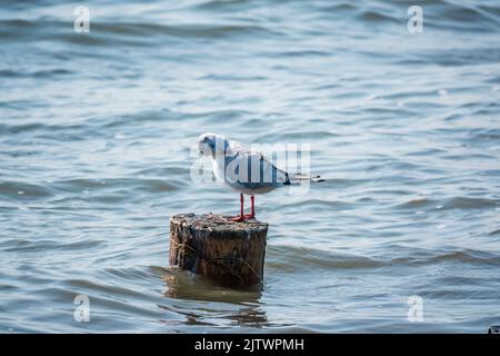 One seagull sits on a old sea pier. The European herring gull, Seagull ...