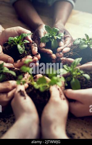 Closeup shot of small plants in a wet forest Stock Photo - Alamy