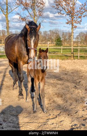 A two week old foal stands up on her hind legs beside her mother. The ...