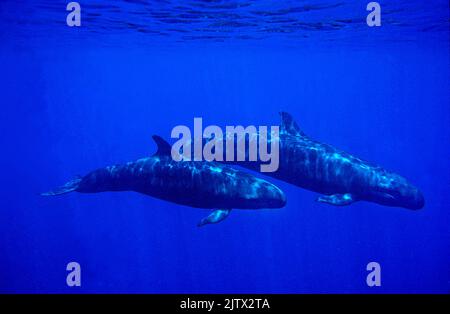 Melone-headed whale (Peponocephala electra), in blue water, Maldives ...