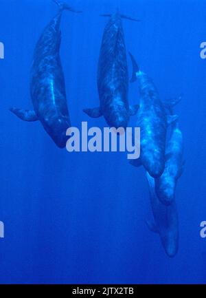 Melone-headed whale (Peponocephala electra), in blue water, Maldives ...