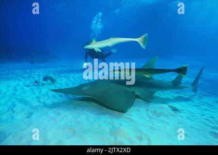 Giant Guitarfish or Common Guitarfish (Rhynchobatus djiddensis), with ...